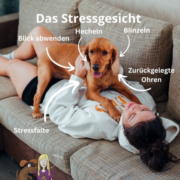 Stress beim Hund: erkennen und abbauen