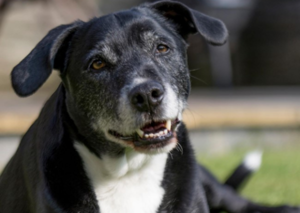 Hund im Alter: Alterserscheinungen + Verhaltensänderung